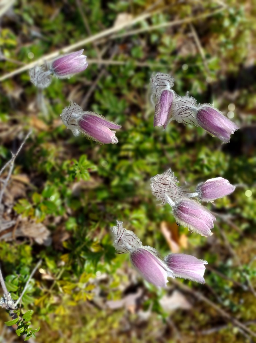 Hyvää äitienpäivää! – SALISE